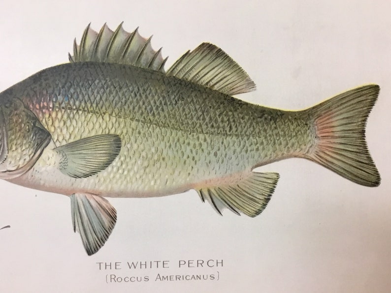 White Perch roccus Americanus Original Lithograph by Sherman - Etsy