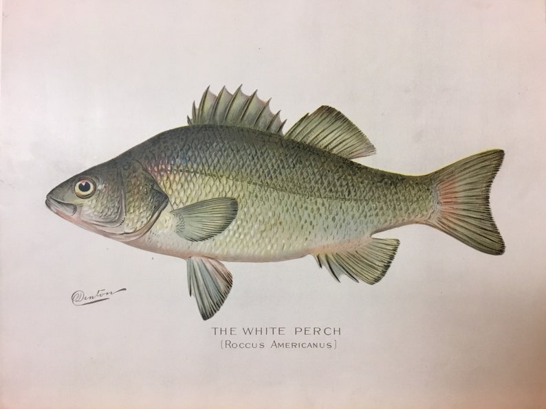 White Perch roccus Americanus Original Lithograph by Sherman - Etsy