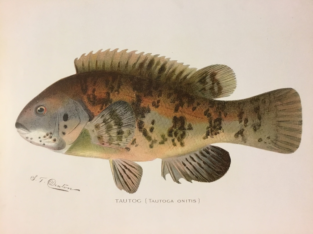 Tautog (tautoga Onitis) Original Lithograph Print by Sherman F. Denton ...