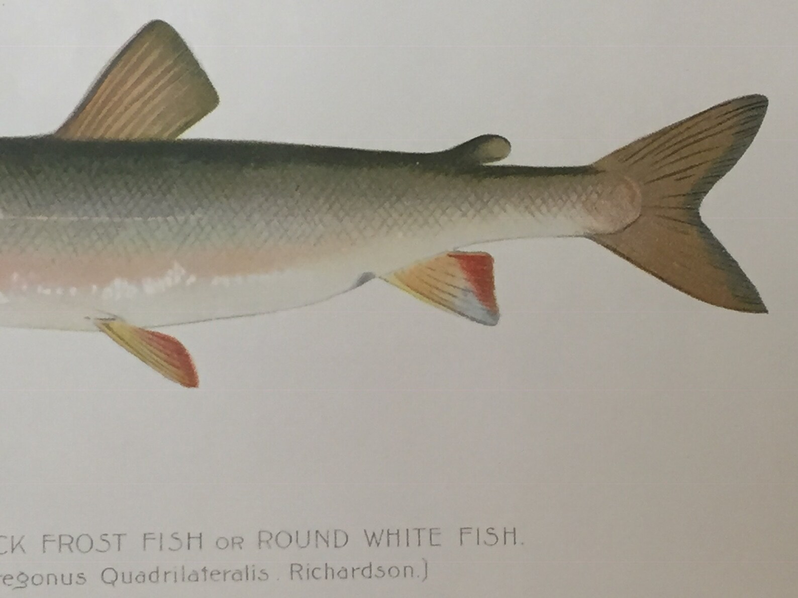 Adirondack Frost Fish or Round White Fish Original Lithograph - Etsy