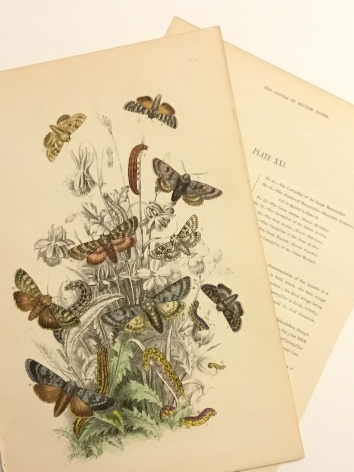 Plate No.21 Victorian Era Original Print, the Genera of British Moths ...