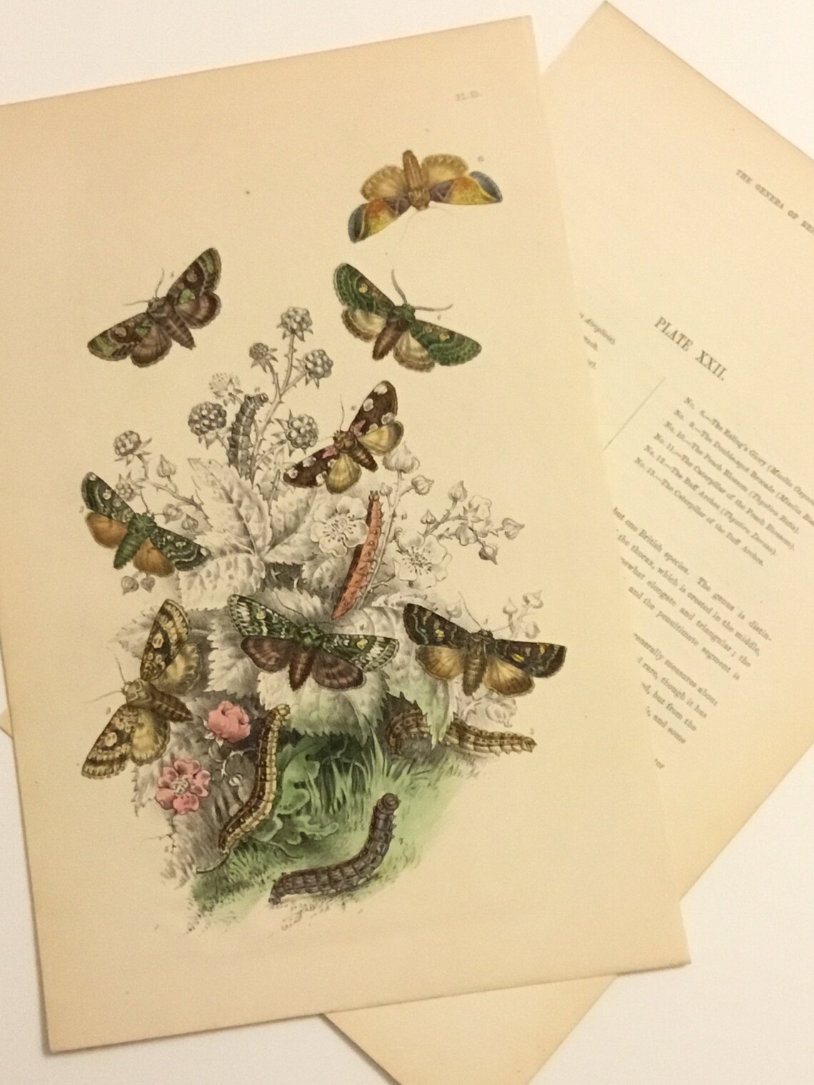 Plate No.22 Victorian Era Original Print, the Genera of British Moths ...