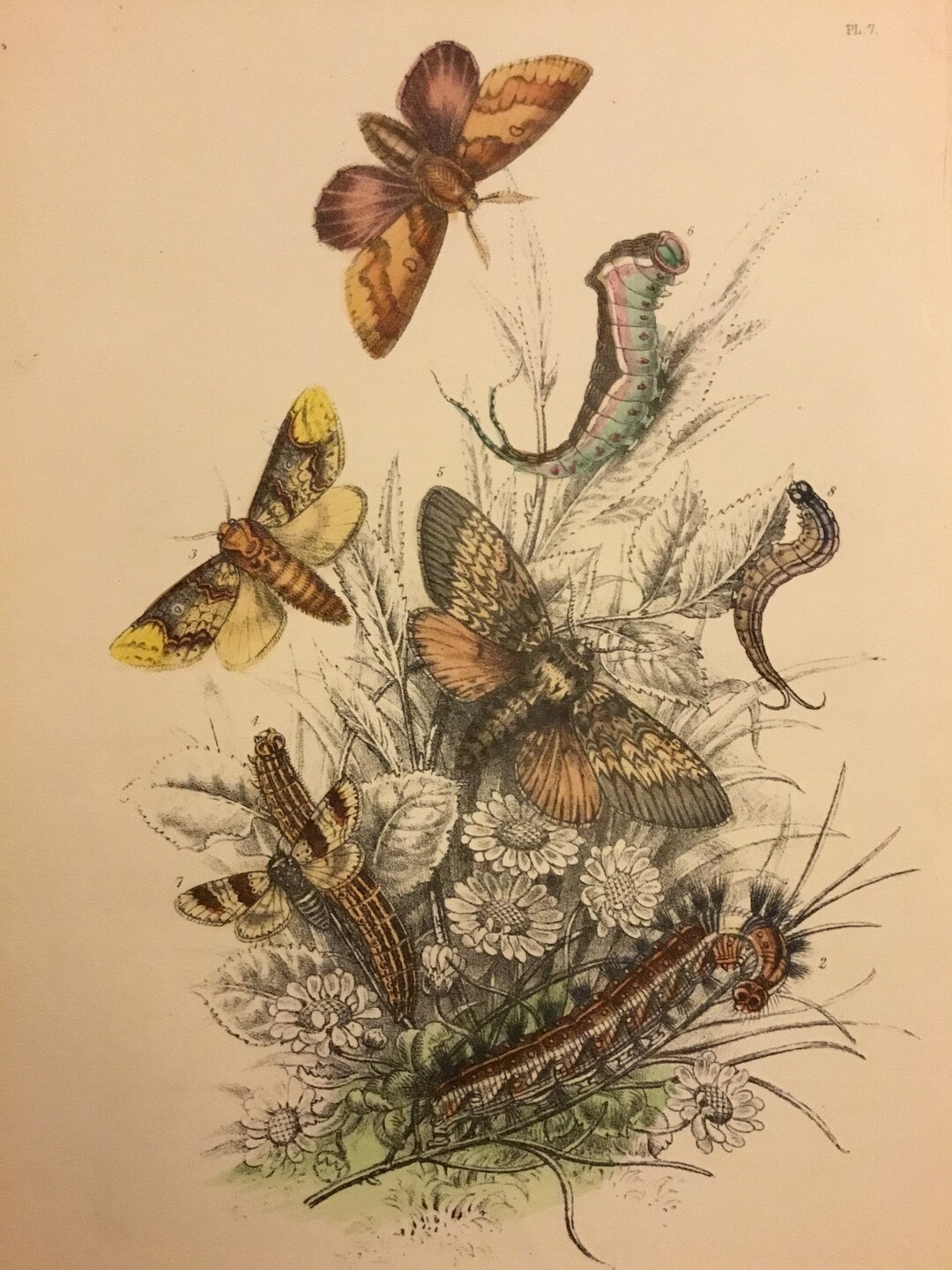 Plate No.7, Victorian Era Original Print, the Genera of British Moths ...