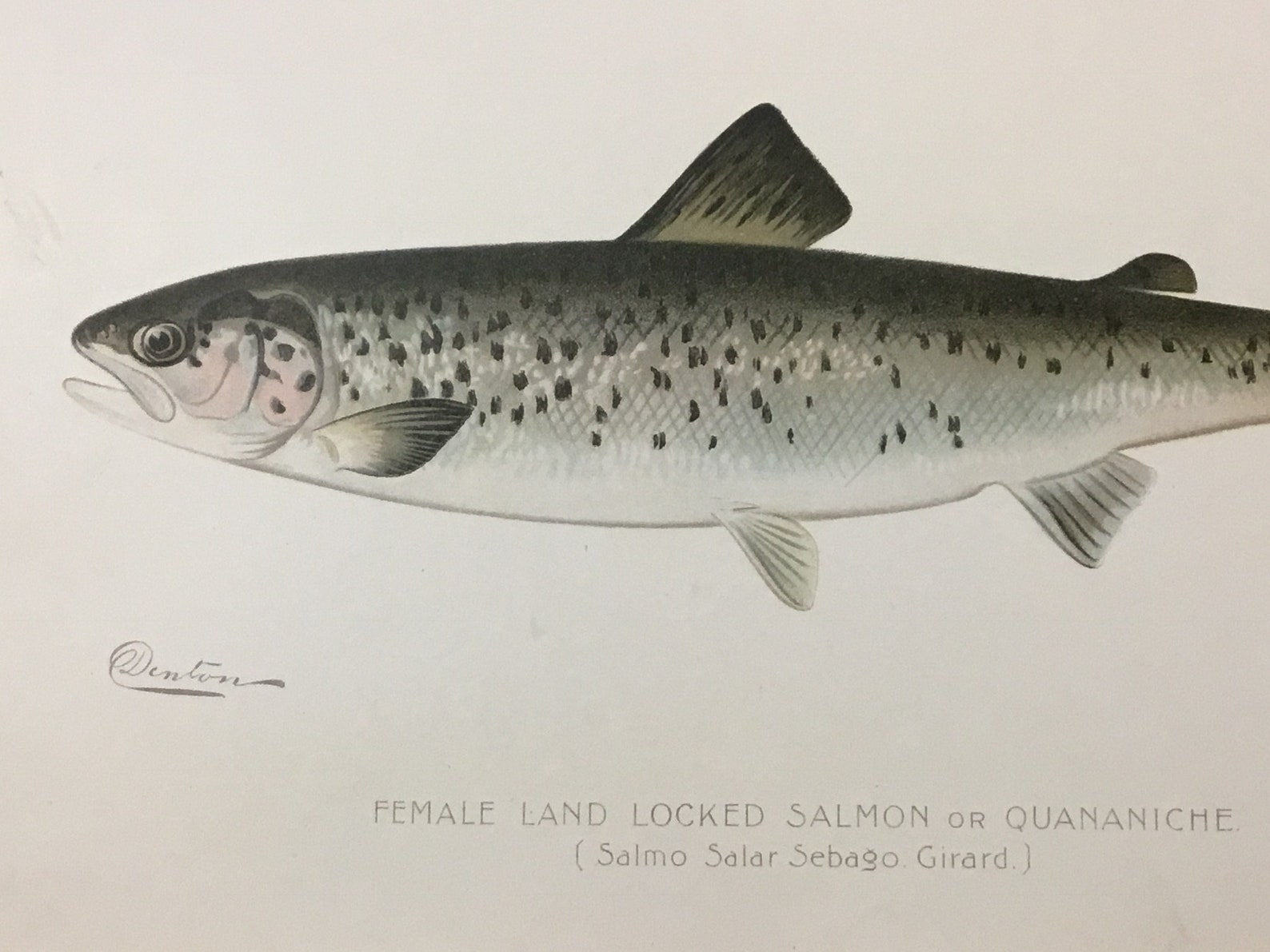 Female Land Locked Salmon Salmo Salar Sebago Girard Original | Etsy