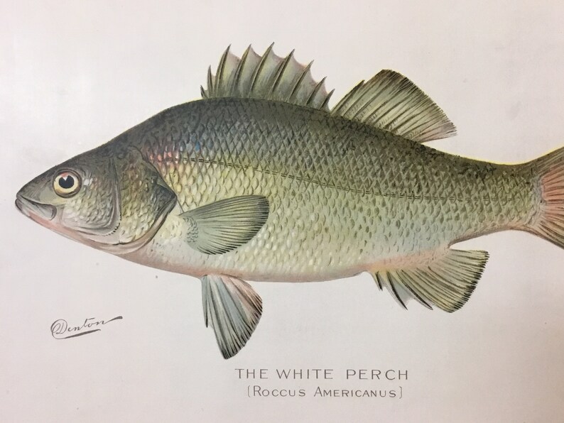 White Perch roccus Americanus Original Lithograph by Sherman - Etsy