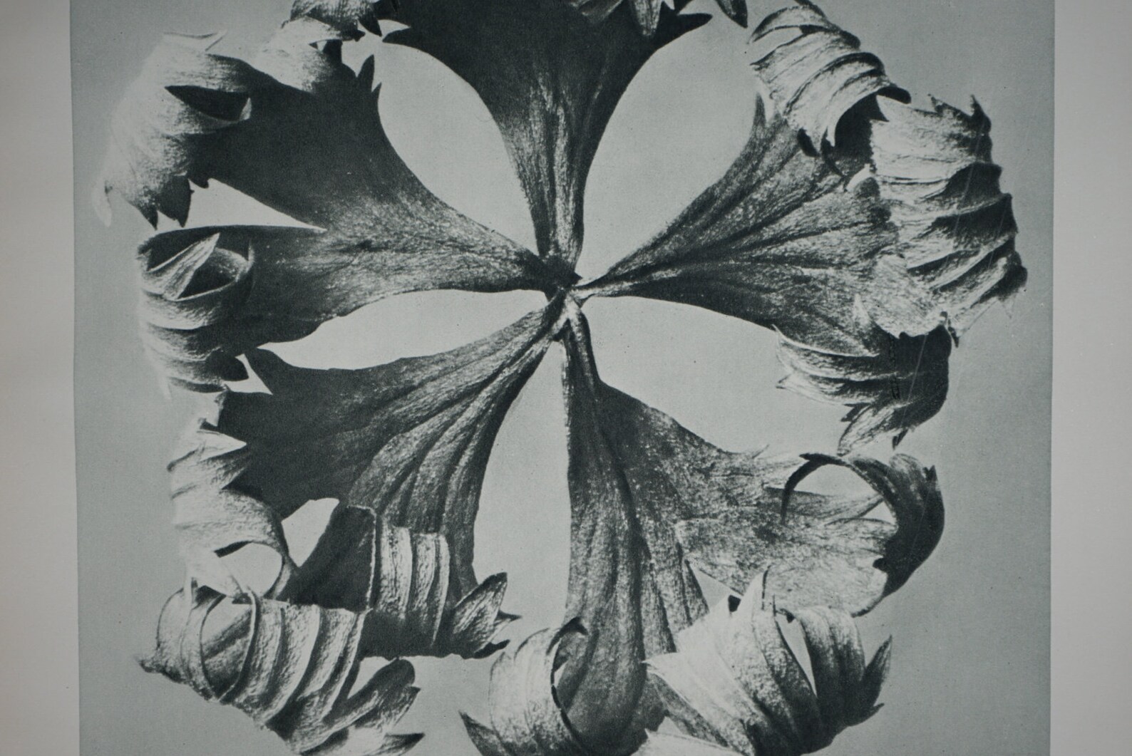 Art Forms in Nature by Karl Blossfeldt, Plate No. 42, 1929 - Etsy