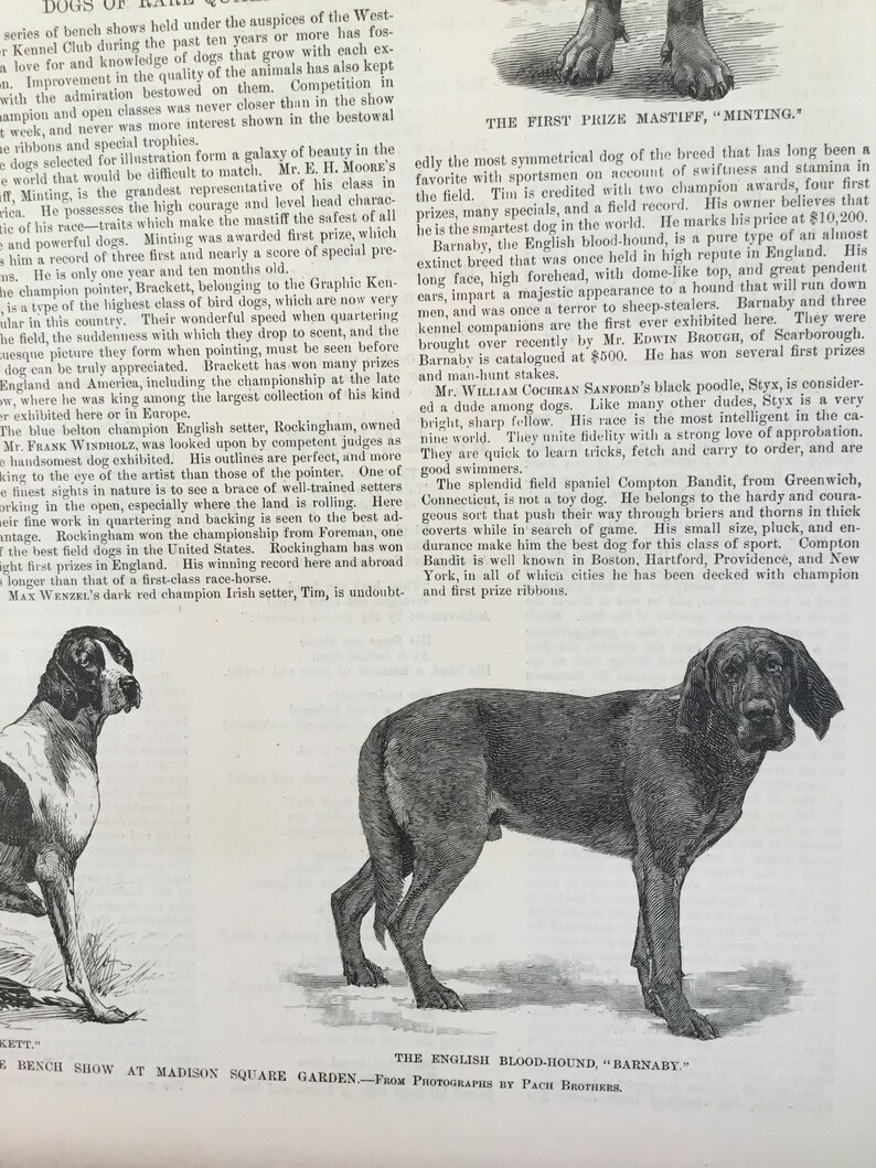 Prize Dogs From the Bench Show at Madison Square Garden, Harper’s ...