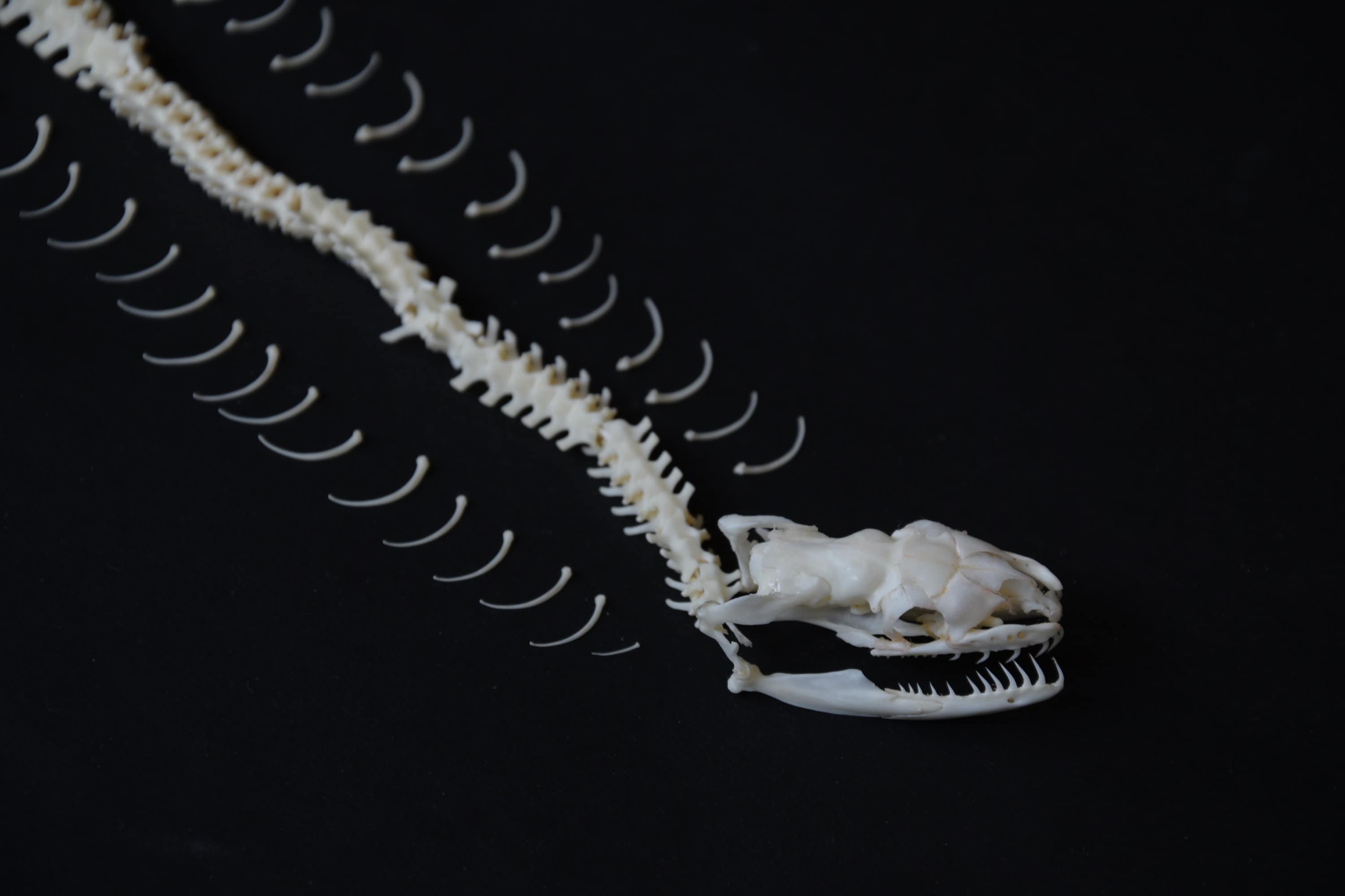 A Complete Skeleton of Adult Python Regius ball Python. - Etsy