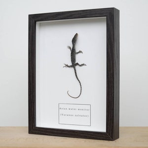 Mummified Lizard Asian Water Monitors varanus Salvator.taxidermy Art ...