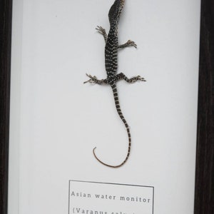 Mummified Lizard Asian Water Monitors varanus Salvator.taxidermy Art ...