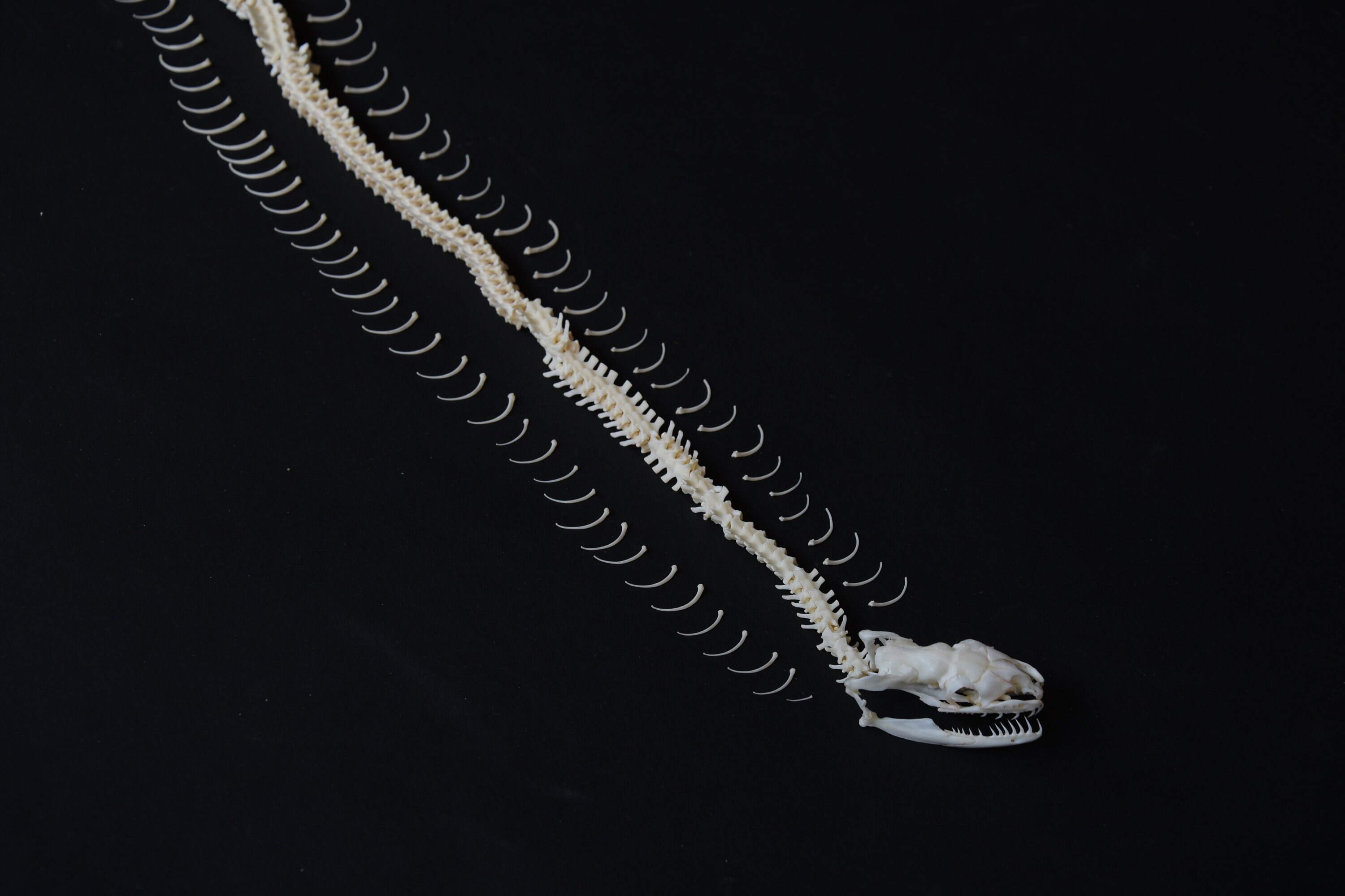 A Complete Skeleton of Adult Python Regius ball Python. - Etsy