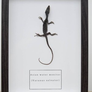 Mummified Lizard Asian Water Monitors varanus Salvator.taxidermy Art ...