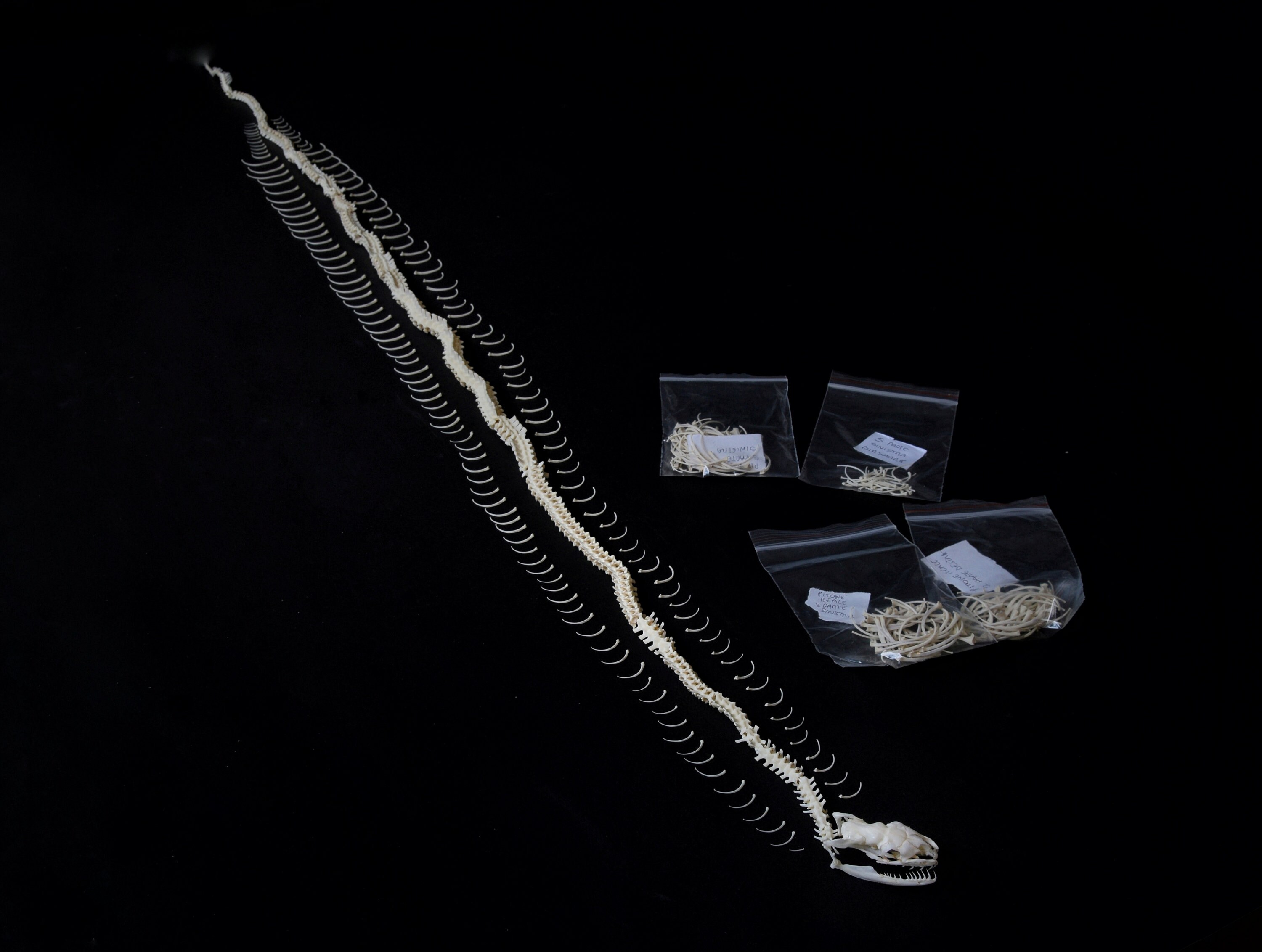 A Complete Skeleton of Adult Python Regius ball Python. - Etsy