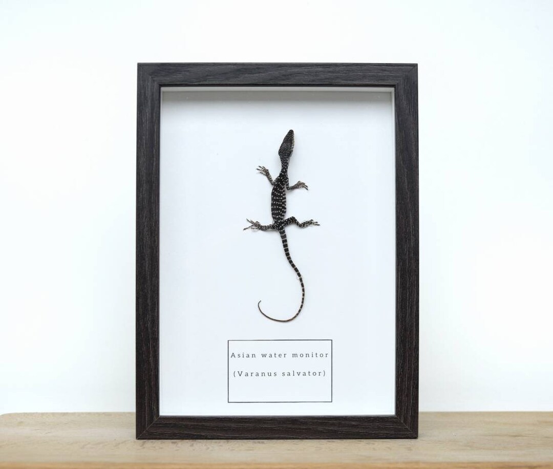 Mummified Lizard Asian Water Monitors (varanus Salvator).taxidermy Art ...