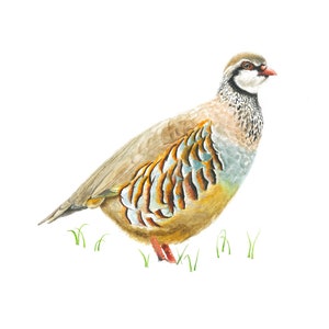 Partridge Watercolour Print - Etsy