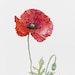 Poppy Watercolour Print - Etsy