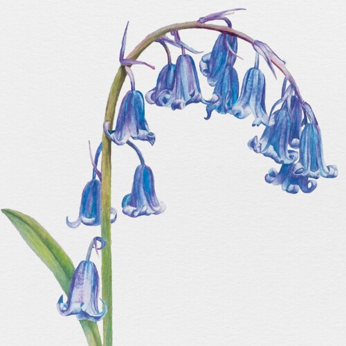 Bluebell Watercolour Print - Etsy UK