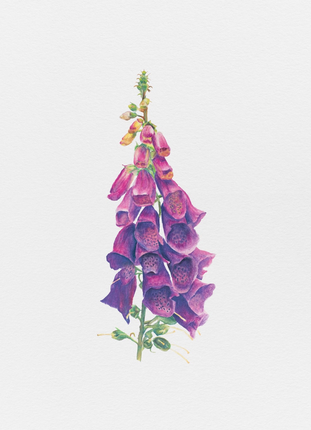 Foxglove Watercolour Print - Etsy