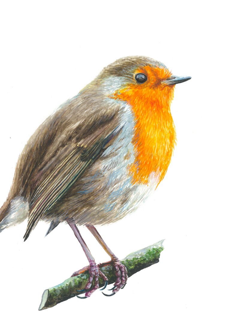 Robin Watercolour Print - Etsy UK