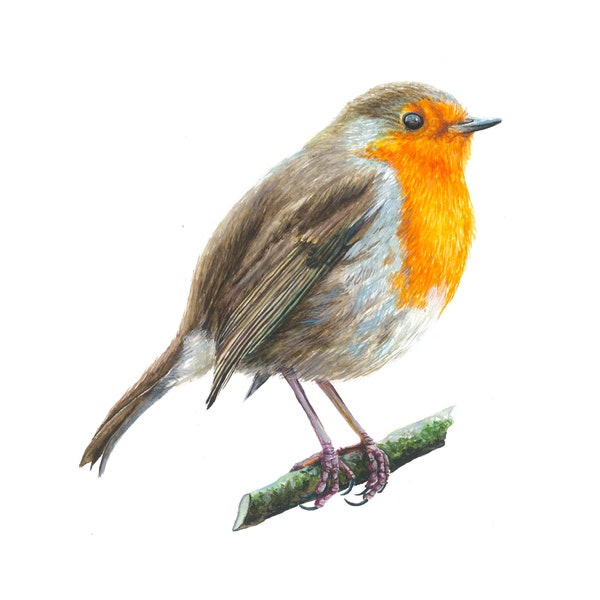 Robin Watercolour - Etsy UK