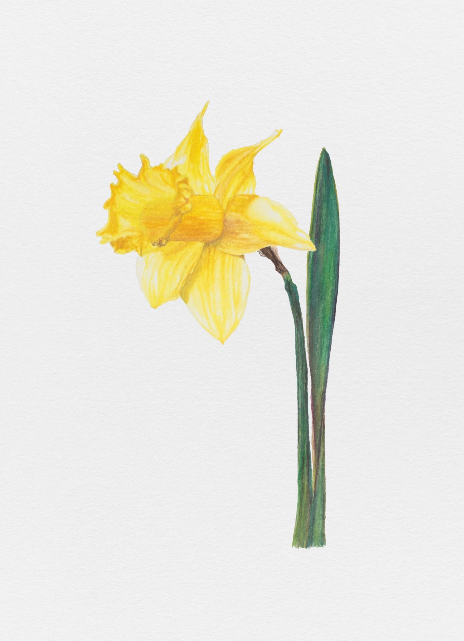 Daffodil Watercolour Print - Etsy