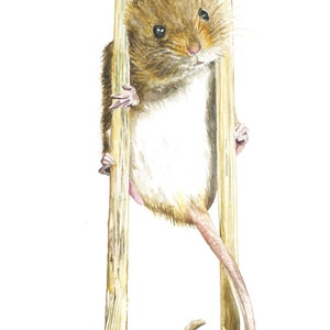 Field Mouse Watercolour Painting - Etsy