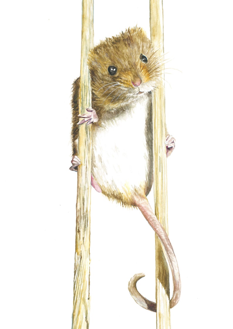 Field Mouse Watercolour Painting - Etsy
