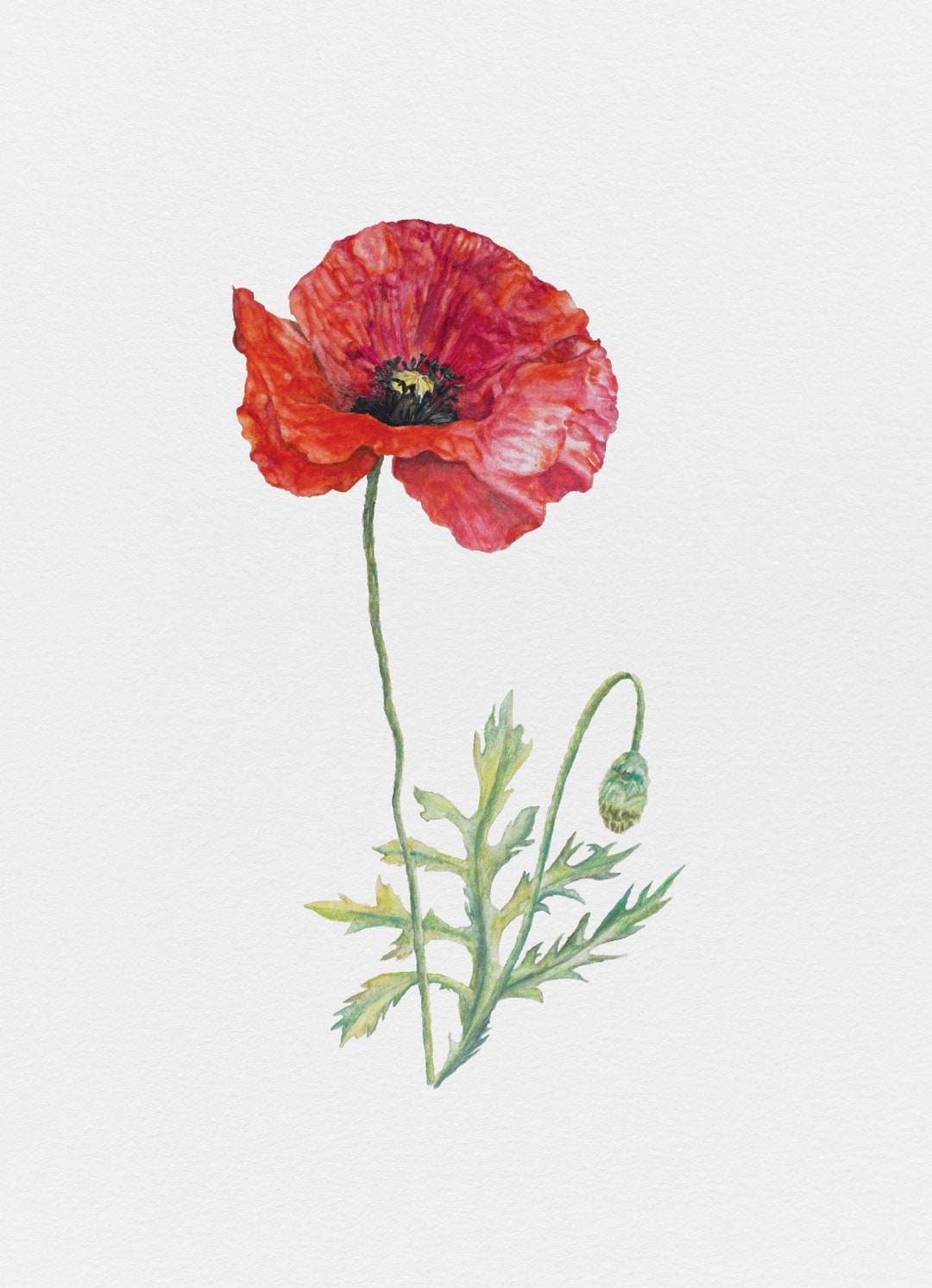 Poppy Watercolour Print - Etsy