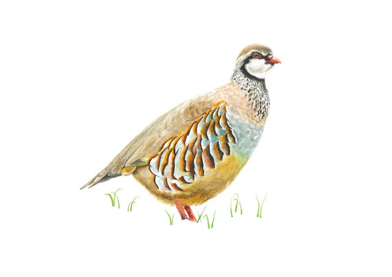 Partridge Watercolour Print | Etsy