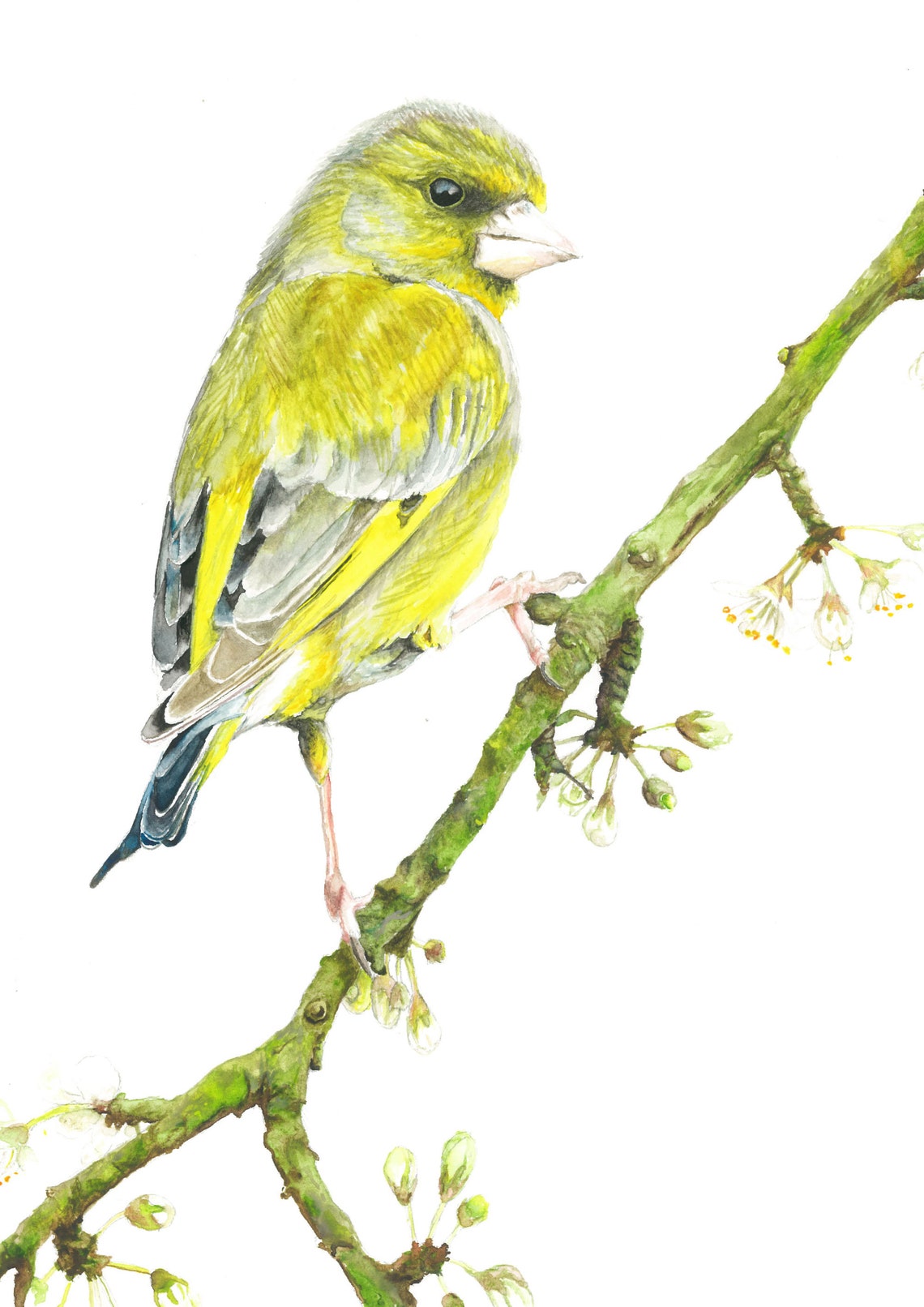 Greenfinch Watercolour Painting - Etsy