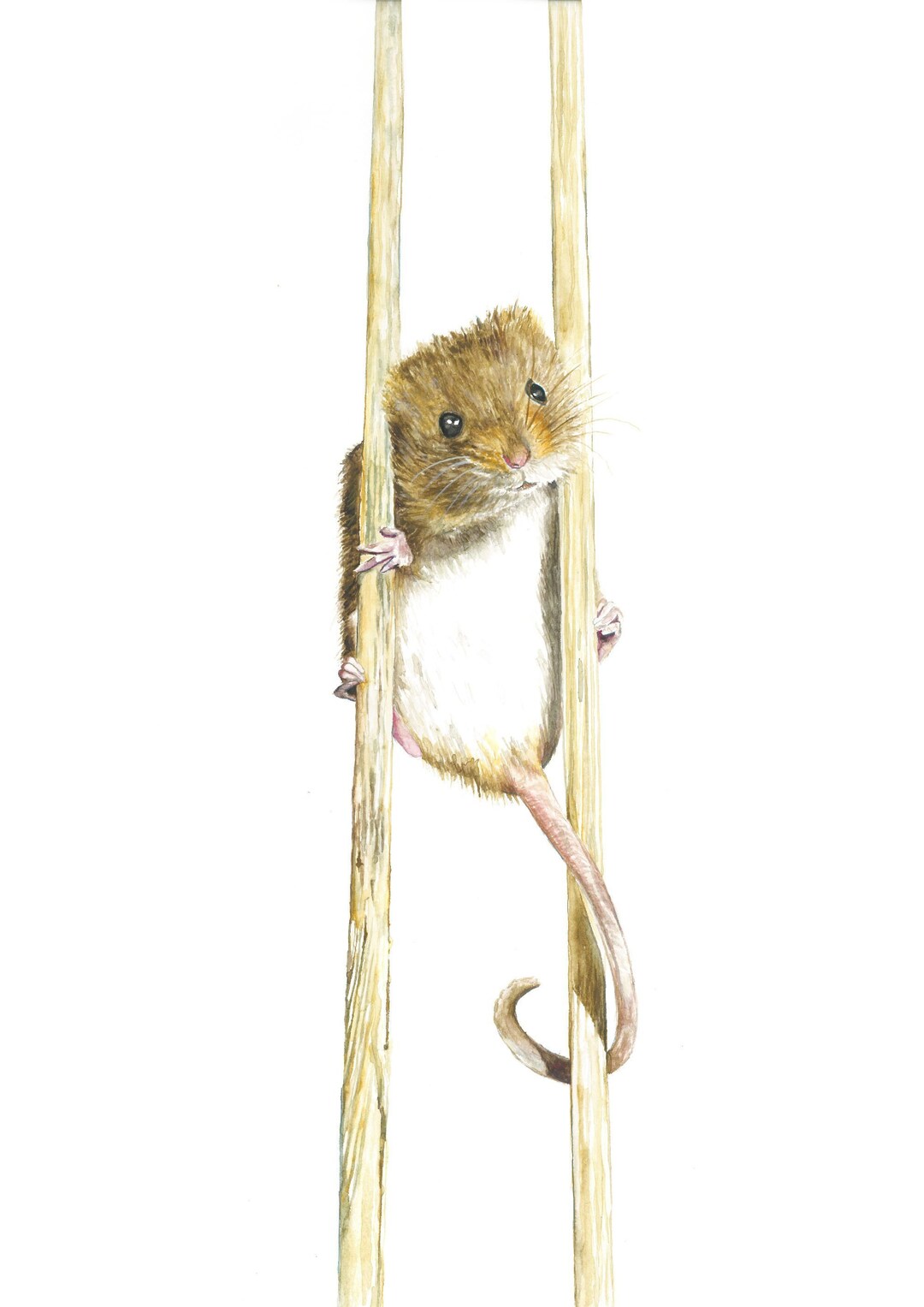 Field Mouse Watercolour Painting - Etsy