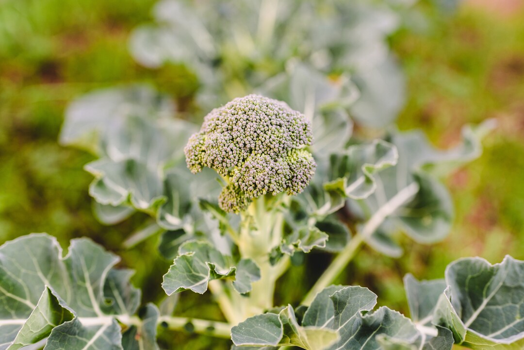 Italian Heirloom and Packman Broccoli Mix - Etsy