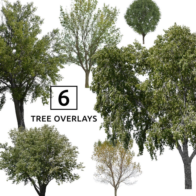 Tree Overlays, PNG Tree Overlay - Etsy
