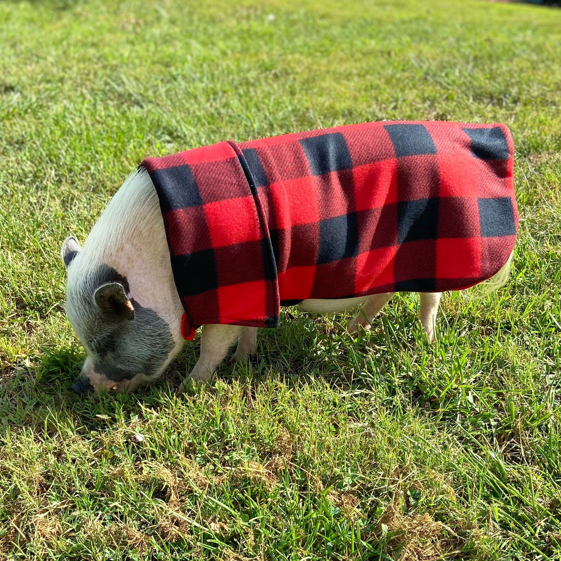 Coats for Pigs - Etsy