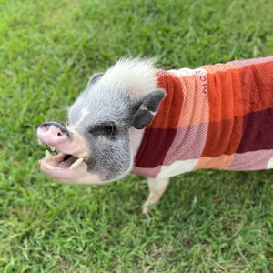 Custom Pig Sweater Embroidered Pet Name Double Layer Mini Pig Coat With ...