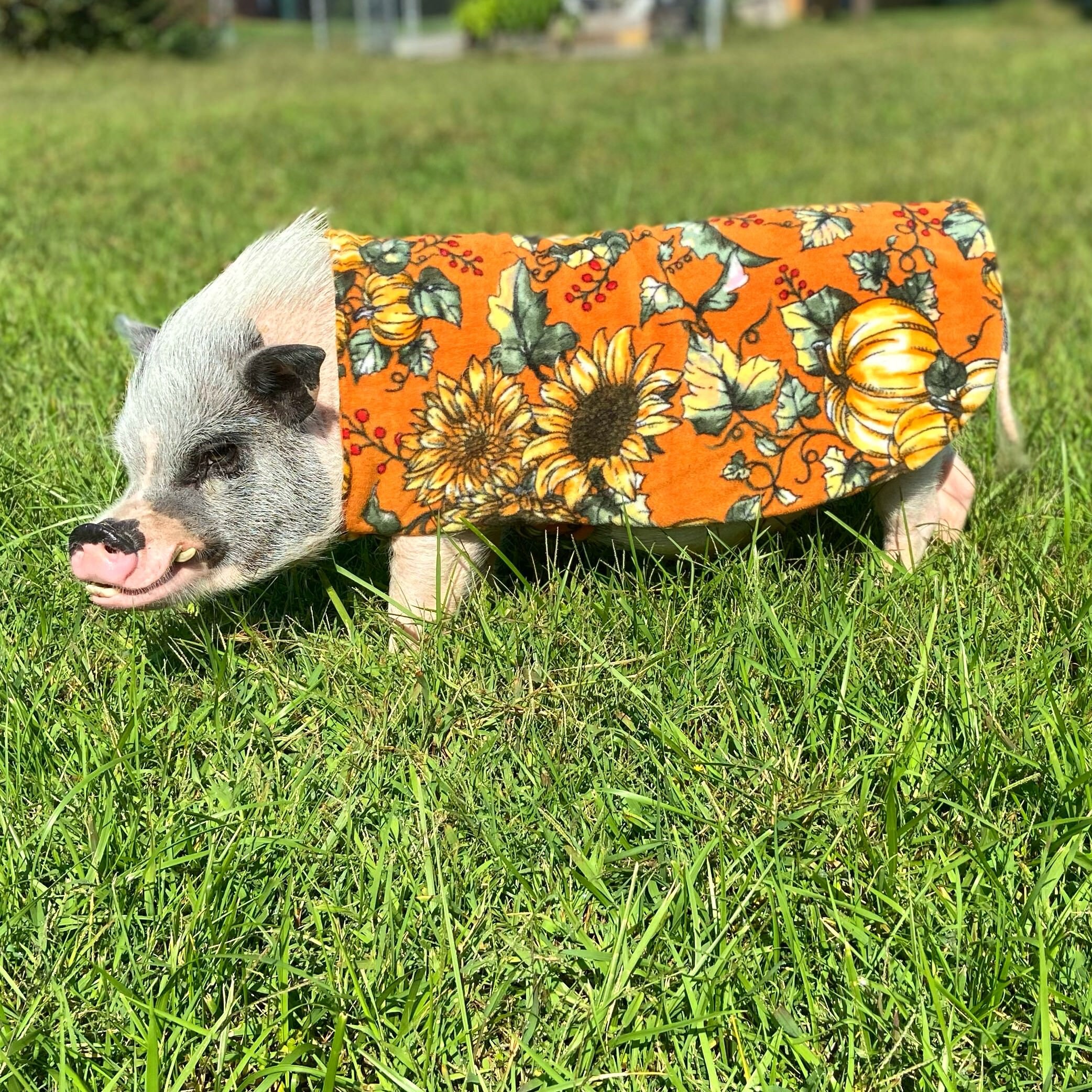 Adult Miniature Pig