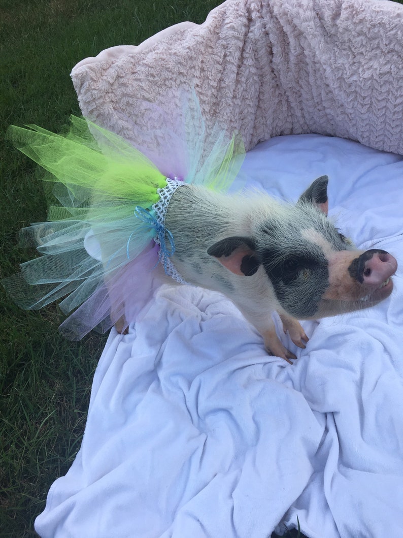 2-Tier Tutu with Ribbon Mini Pig Clothes | Etsy