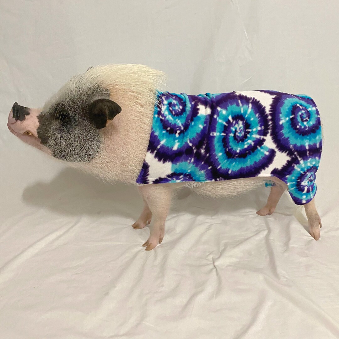 Cute Teacup Pig In Clothes