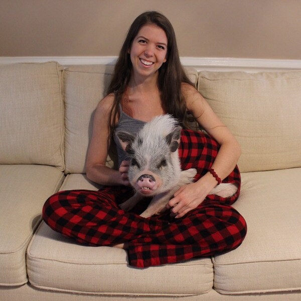 Mini Pig Clothes - Etsy