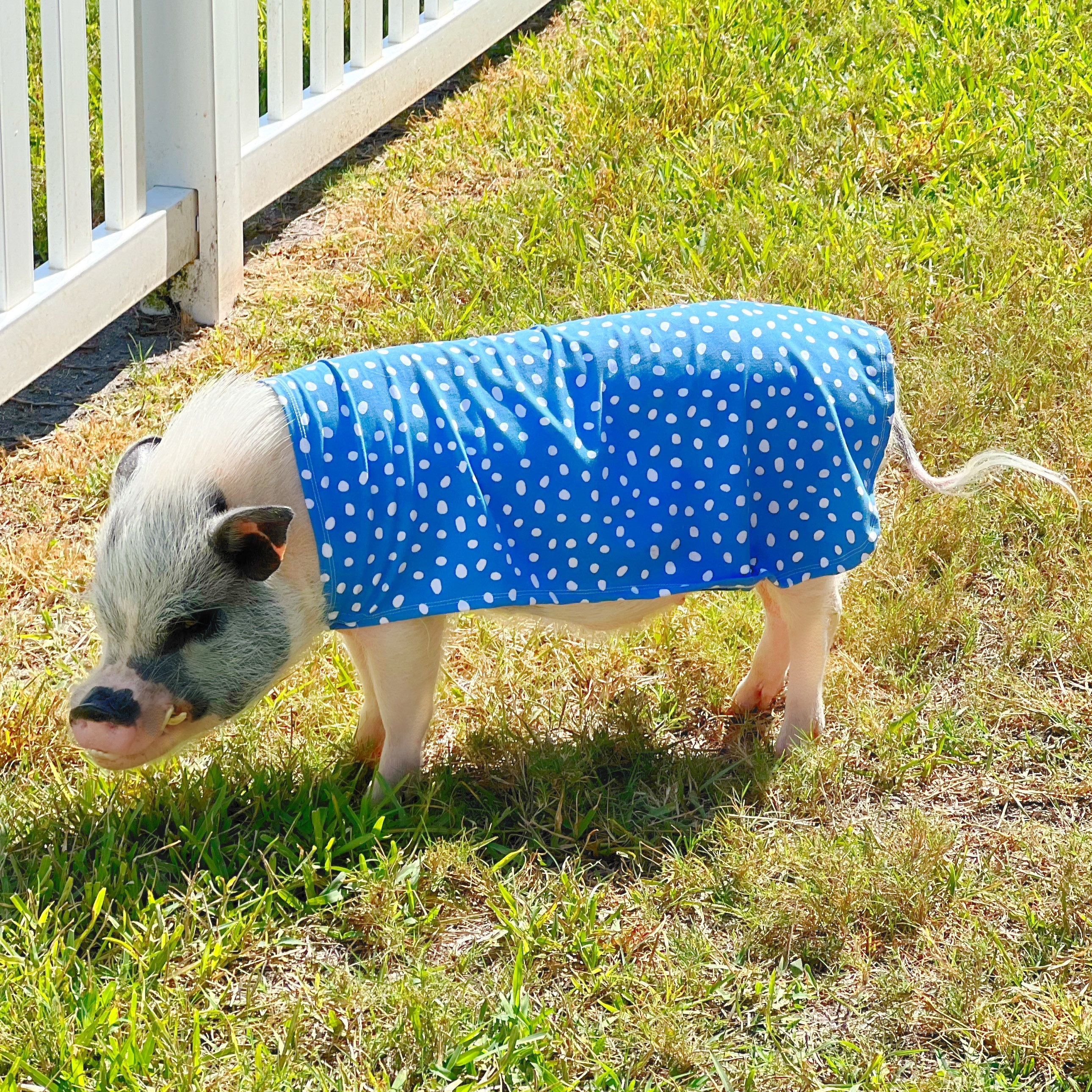 Cute Teacup Pig In Clothes