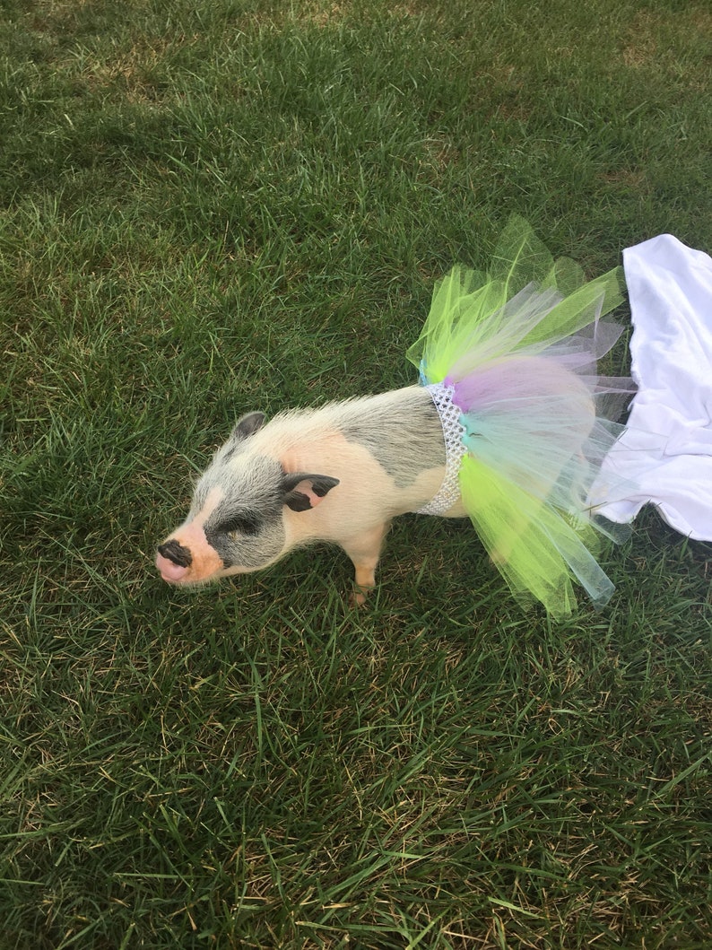 2-Tier Tutu with Ribbon Mini Pig Clothes | Etsy