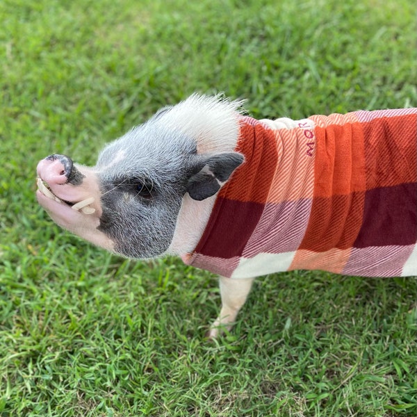 Potbelly Pig Coat - Etsy