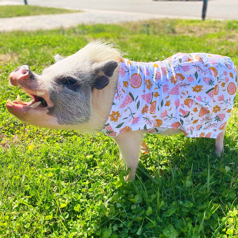 Summer Sun Strap Dress Mini Pig Clothes | Etsy
