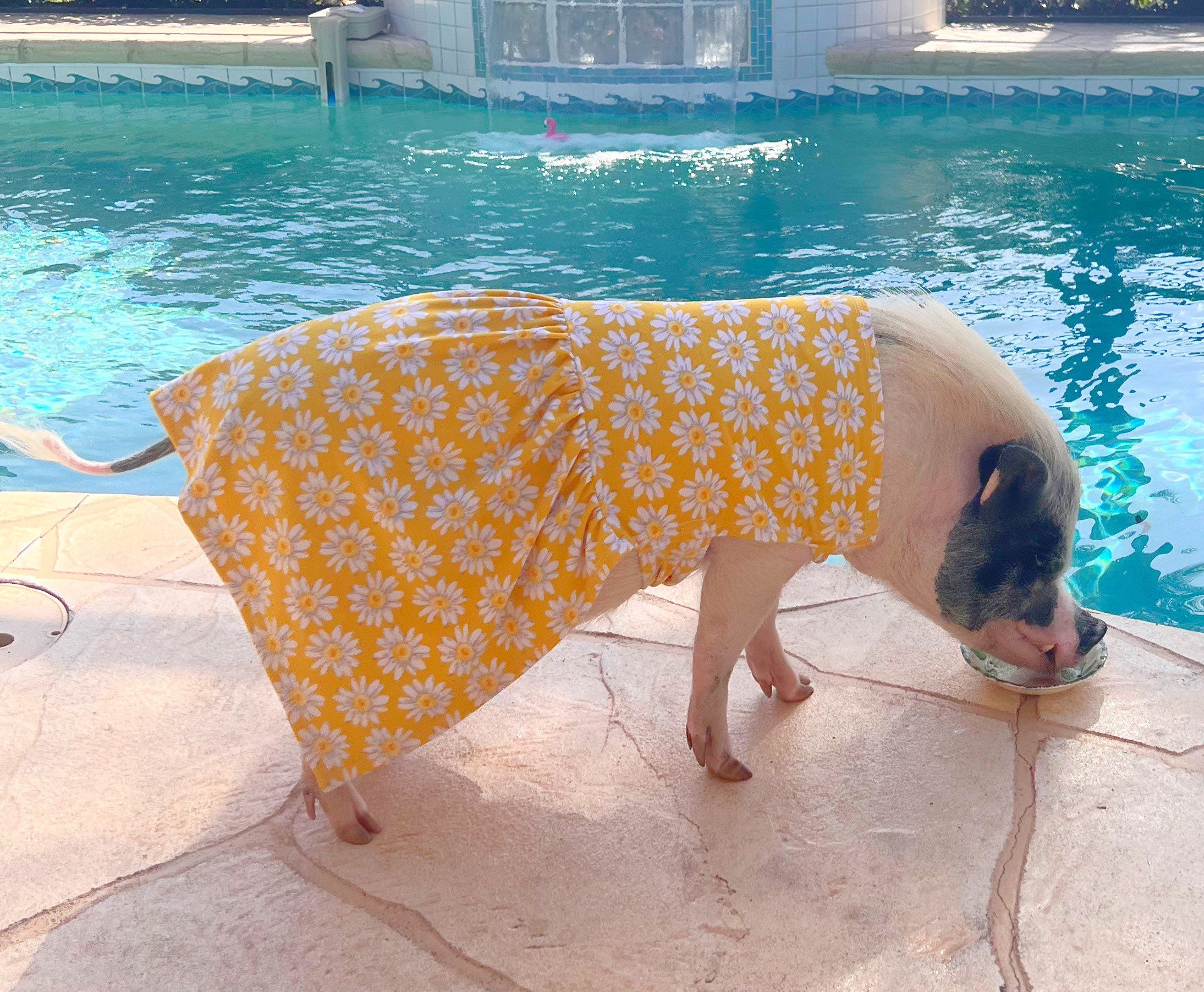 Summer Sun Strap Dress Mini Pig Clothes to Prevent Sunburn on - Etsy ...
