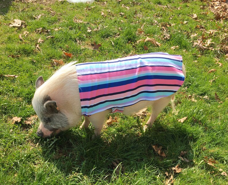 Summer Sun Strap Shirt Mini Pig Clothes | Etsy