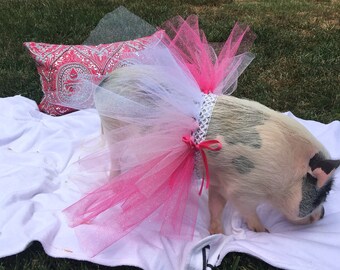 Pig Clothes for Pigs | Etsy