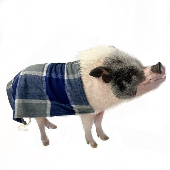 Puede El Cerdo Guined Usar Ropa Como Lo Hacen Los Perros