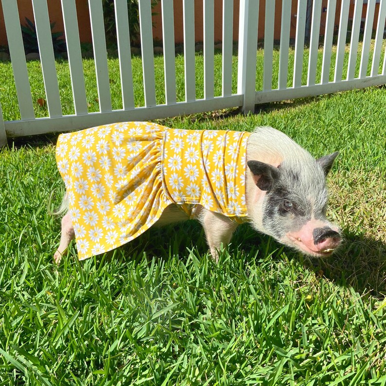 Summer Sun Strap Dress Mini Pig Clothes to Prevent Sunburn on | Etsy