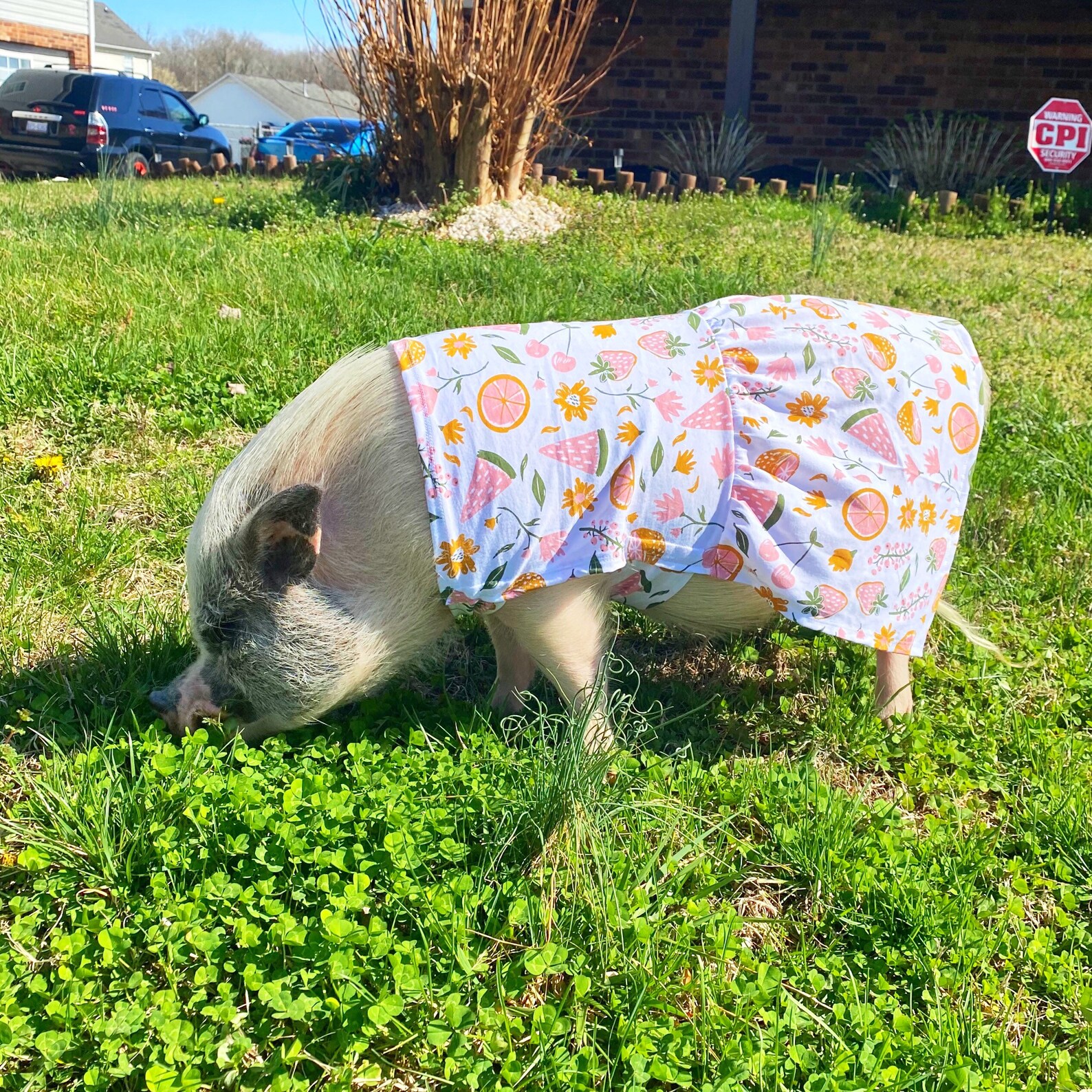 Summer Sun Strap Dress Mini Pig Clothes | Etsy