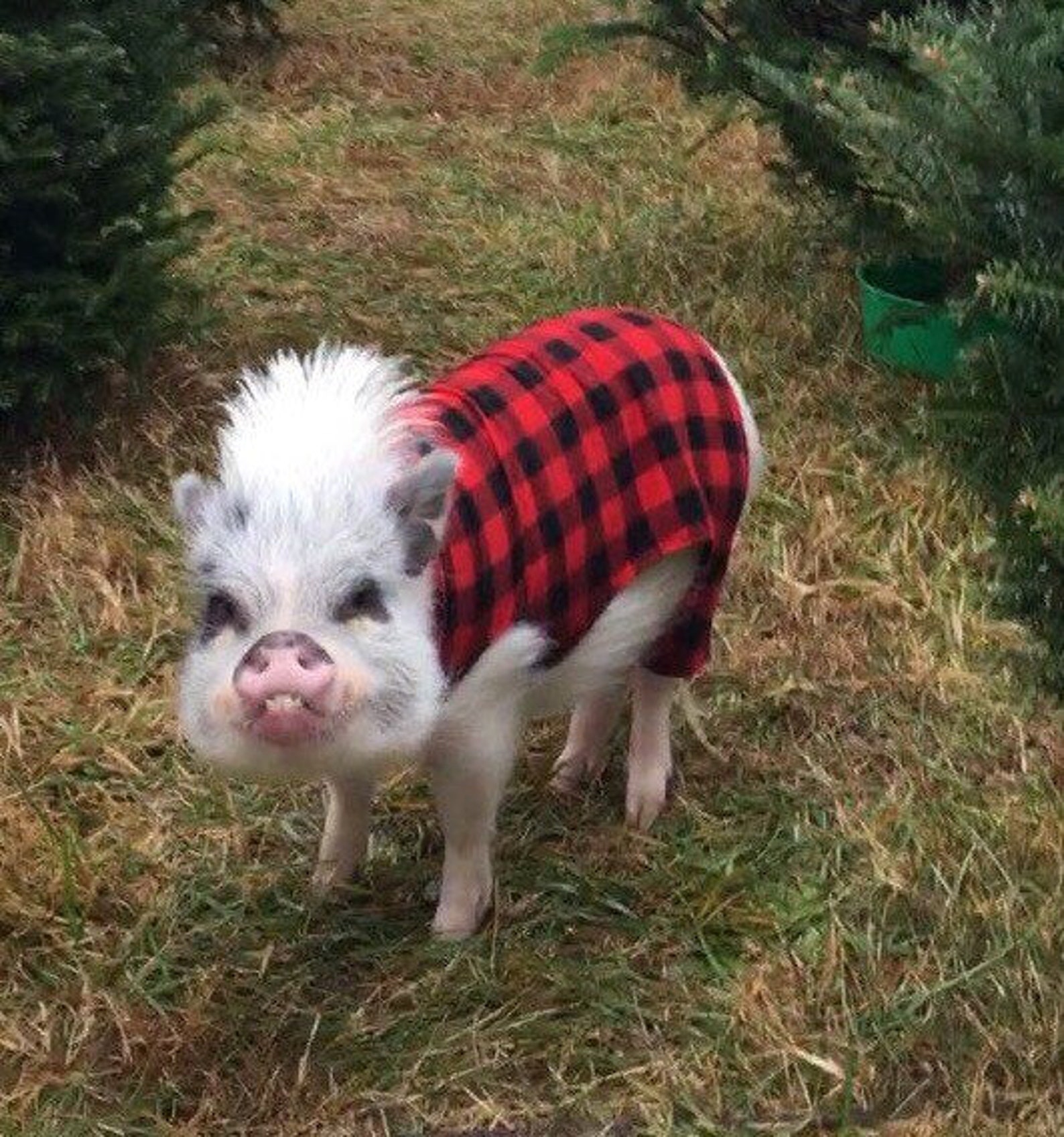 Flannel Pet Pig Pajamas Mini Pig Clothes Clothing for Pot - Etsy Sweden